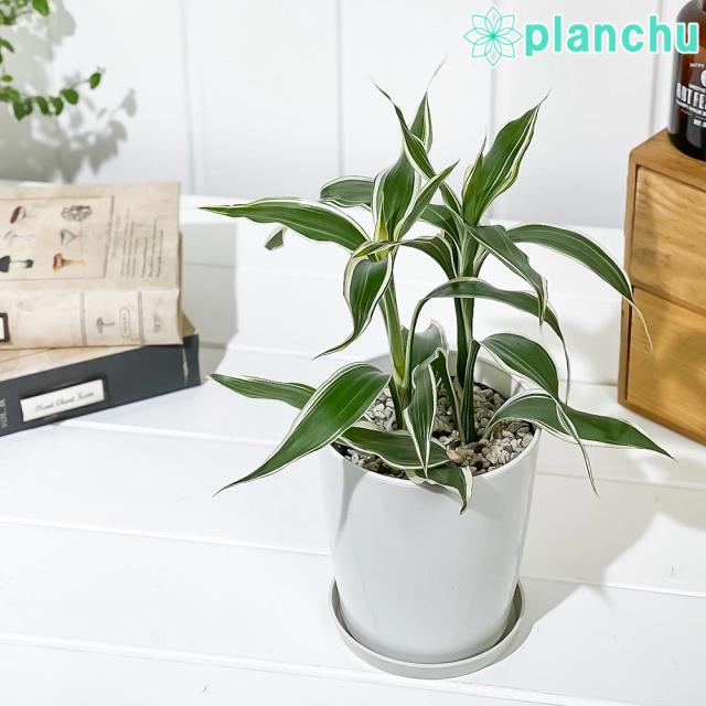 PLANCHU 観葉植物 ドラセナ サンデリアーナ ホワイト 4号鉢 受け皿付き 育て方説明書付き Dracaena sanderiana 銀葉千年木の通販はau PAY マーケット - 観葉 ...