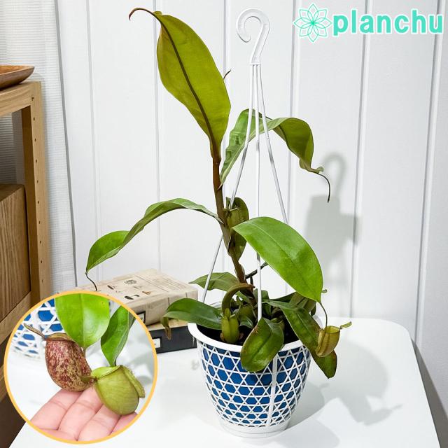 PLANCHU 食虫植物 ネペンテス アンプラリア 5号吊り鉢 育て方説明書付き Nepenthes ampullaria ウツボカズラの通販はau PAY マーケット - 観葉植物専門店 ...