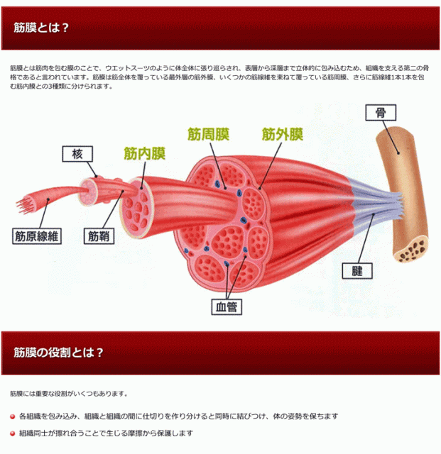 ミューラー トリガーポイント TRIGGERPOINT グリッド STK ハンドフォームローラー GRID FOAM ROLLER STK 53cm 【正規品】/04415【取寄】の通販はau ...