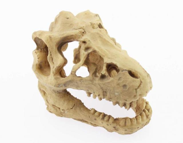 Olive-G アクアリウム 水槽 装飾 オブジェ 恐竜 頭蓋骨 ダイナソーの通販はau PAY マーケット - EMASHOP | au PAY マーケット－通販サイト