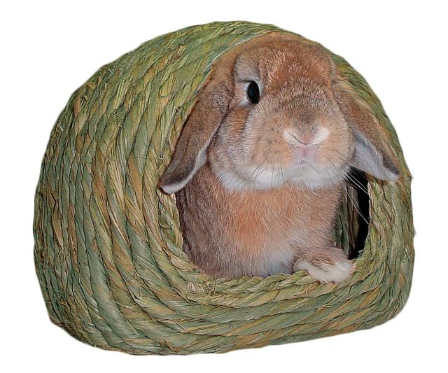 わらっこ倶楽部 かまくらハウス Mの通販はau PAY マーケット - ks-shop2 | au PAY マーケット－通販サイト