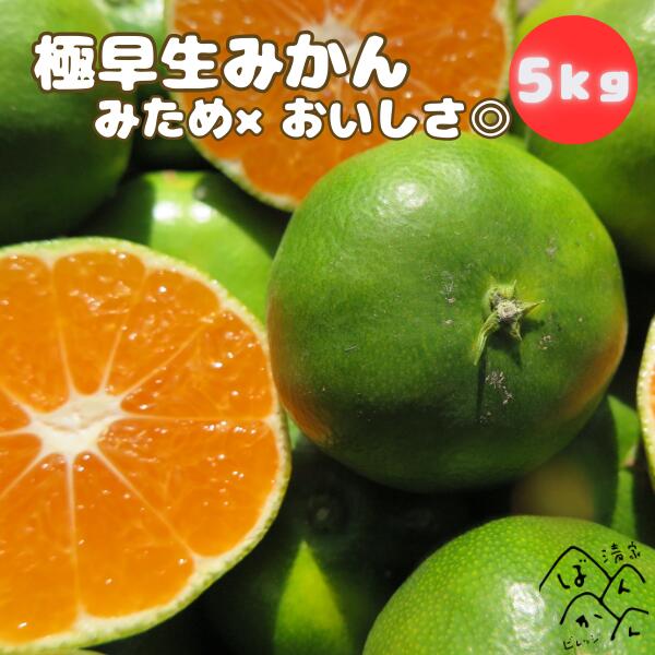 【予約商品】愛媛県産 極早生みかん 訳あり 5kg S〜L みため× おいしさ 【送料無料】 北海道・沖縄は除くの通販はau PAY マーケット - 清家ばんかんビレッジ | au PAY ...