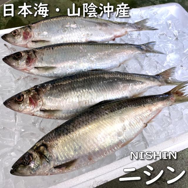Main - 情熱セール お刺身用ニシン スキンレスフィレ（冷凍）中大サイズ 1袋（2枚入 80-99g程度） （山陰浜坂産） （にしん、鰊 ...