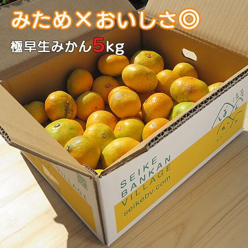 愛媛県産 極早生みかん 訳あり 5kg S〜L みため× おいしさ 【送料無料】 北海道・沖縄は除くの通販はau PAY マーケット - 清家ばんかんビレッジ | au PAY マーケット－通販サイト