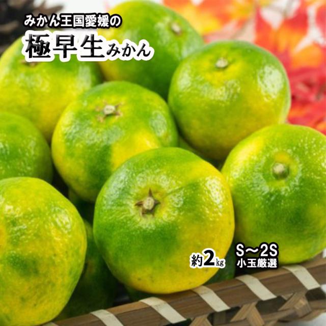 極早生みかん 極早生 みかん 愛媛県産 超早出し 約2kg S〜3S 小玉 初物 新物 送料無料の通販はau PAY マーケット - みかん横丁 au PAY マーケット店 | au PAY ...