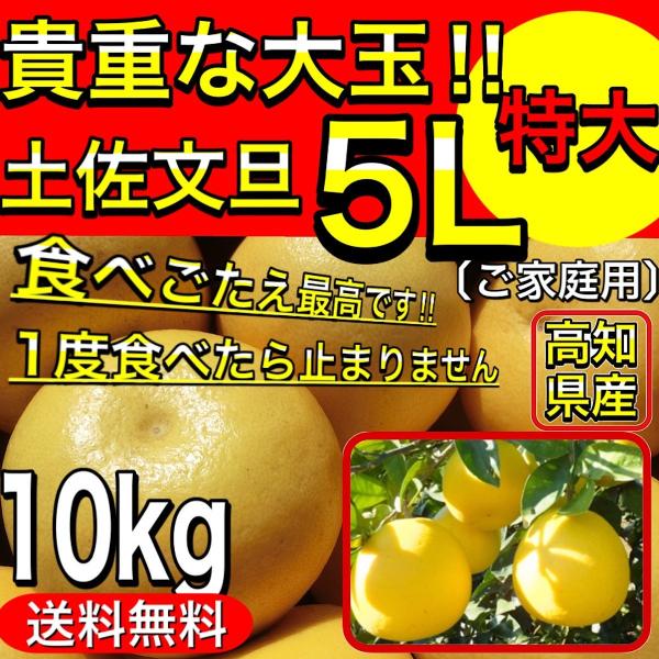 文旦 土佐文旦 高知県産 特大 5L サイズ 10kg ご家庭用 ぶんたん 露地土佐文旦 訳あり 【特大 5L 10キロ 土佐文旦】《2月中旬よりご注文順に発送》の通販はau PAY ...