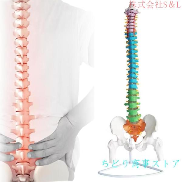 脊髄骨盤模型 実物大 色付きの柔軟な脊椎解剖モデル 折り曲げ可能 人体模型 株式会社S＆L 人間脊椎模型 骨盤 脊柱可動型モデル 吊り下げ 台座付きせき髄