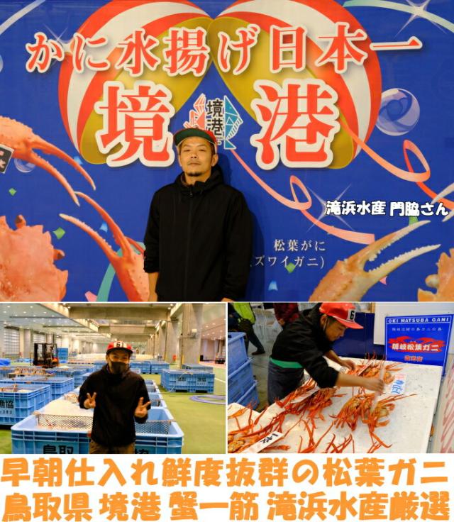 カニ 松葉ガニ タグ付き 日付指定OK 1尾 800g前後×1尾 活 生 か ボイル 選択可 未冷凍 送料無料 国産 鳥取 境港 直送 松葉蟹 姿 生食用 かに チルド ギフト 松葉がに お ...