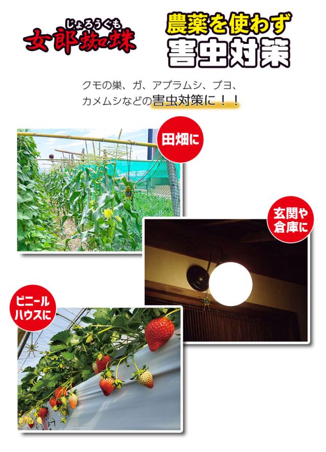 女郎蜘蛛 除労蜘蛛 M-46 害虫 田んぼ 畑 玄関 倉庫 ビニールハウス 吊るす 吊るすタイプ 吊り下げ ぶら下げ クモの巣 ガ アブラムシ ブヨ ブヨに効く カメムシ グッズ 雑貨 ...